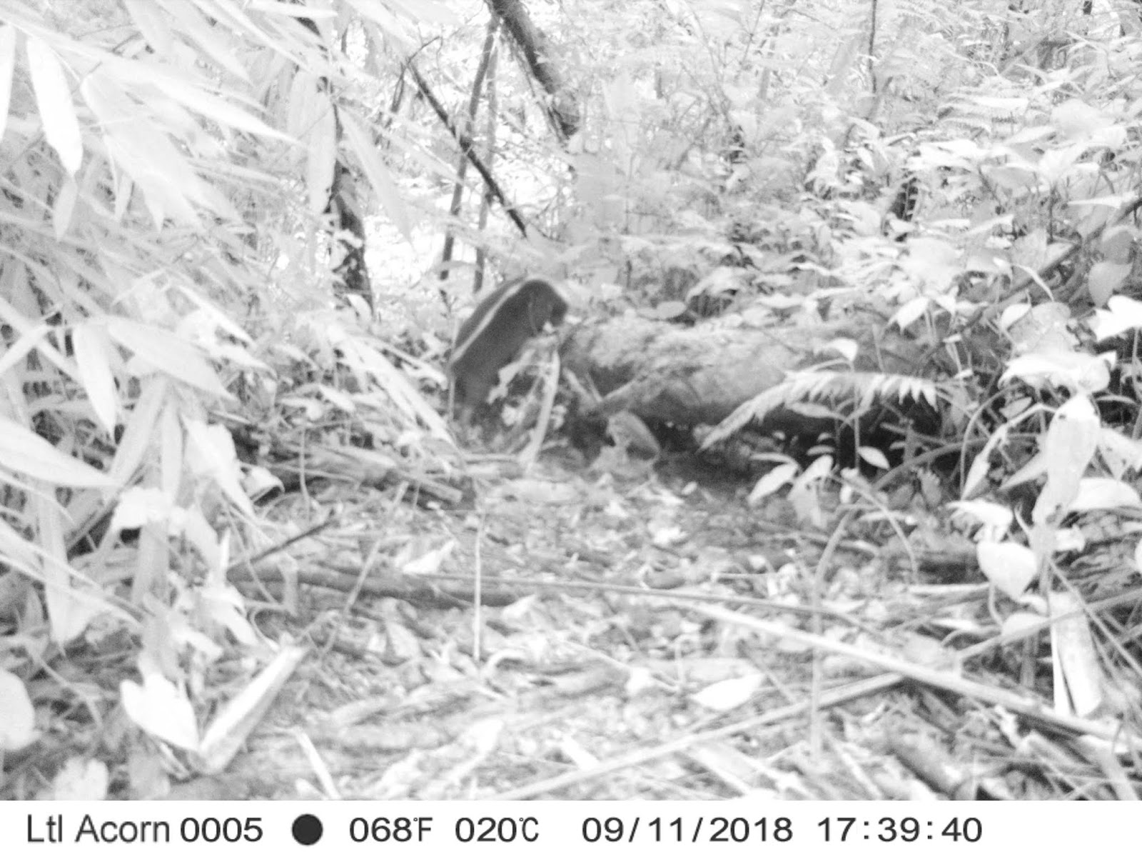 Stuart Marsden's Conservation Research Group