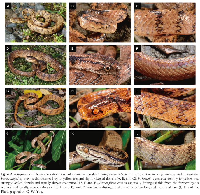 Species New to Science: [Herpetology • 2015] Pareas atayal • Diversity ...