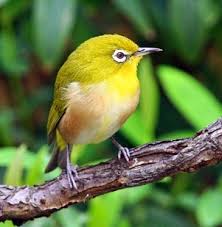 Pleci Monty ( Zosterops montanus ) | Burung kicau