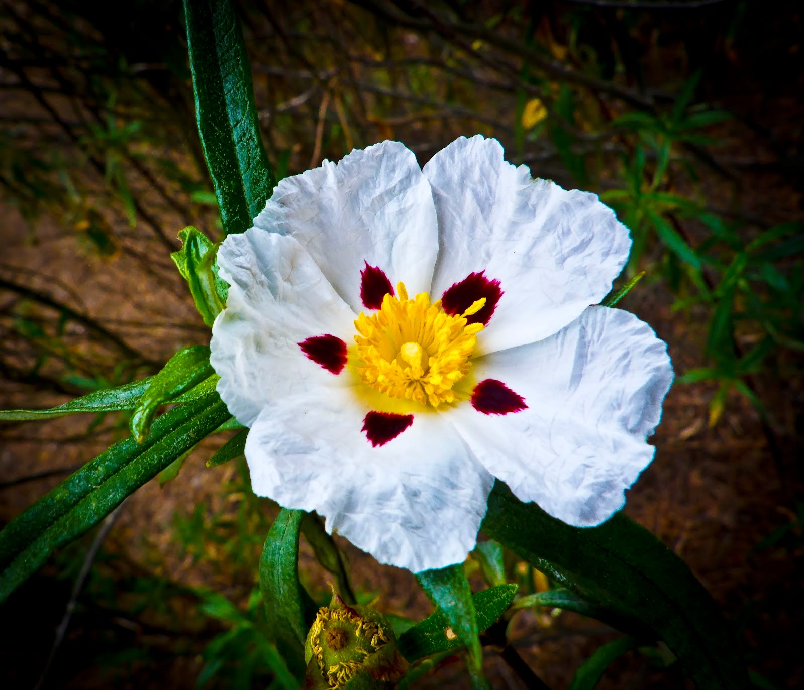 LA NAVA JARA Y TOMILLO: Presentación