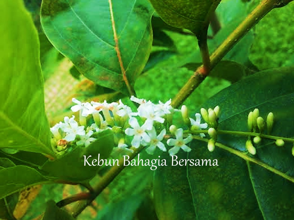 Kebun Bahagia Bersama: Fiddle Wood