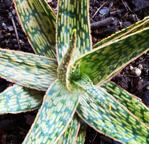 Thaisucculents: Aloe