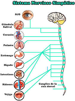 El Cerebro de Niños y Adolescentes: El Sistema Nervioso Simpático