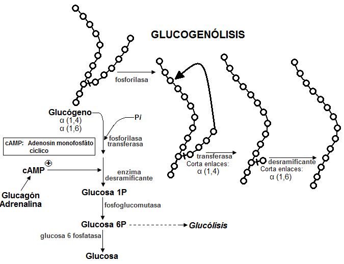 The True Life Of A Fabulous Med-Student: Glucogénesis y Glucogenólisis