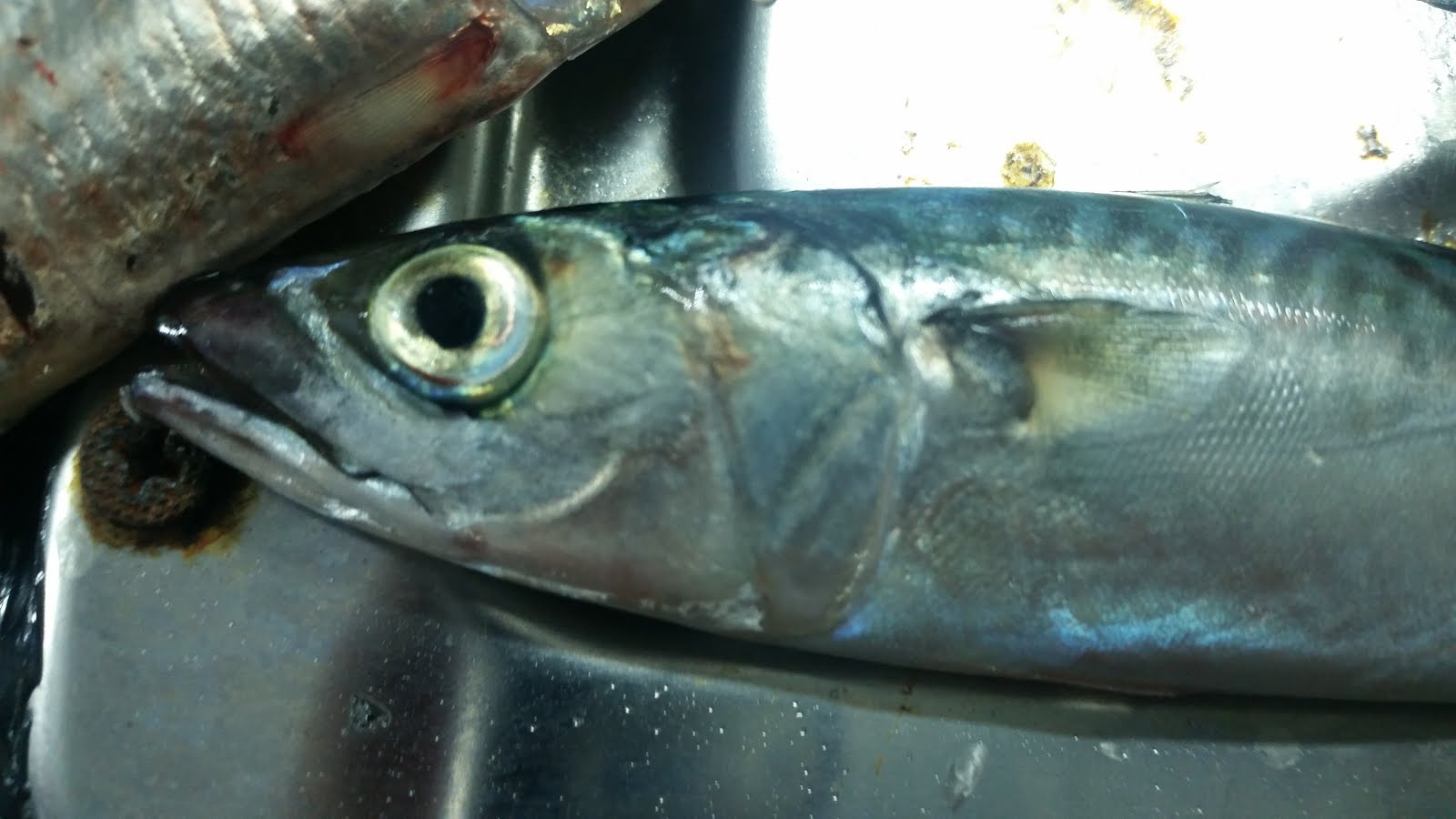 The Humboldt Current System: January 2011