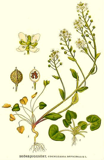 Cochlearia officinalis o Coclearia- Ficha descriptiva y Propiedades