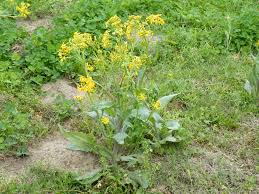Seed to Feed Me: COMMON BRITISH WEEDS