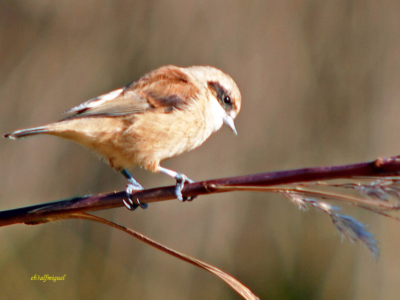 MIS AMIGAS LAS AVES: Pájaro moscón (Remiz pendulinus)