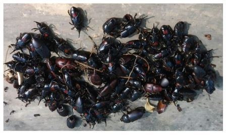 Praktisi Humas: Hama Kumbang Badak dan Kumbang Sagu pada Pohon Kelapa ...