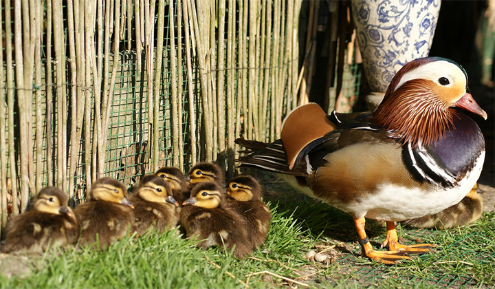 Hamparan Seni: Itik Mandarin