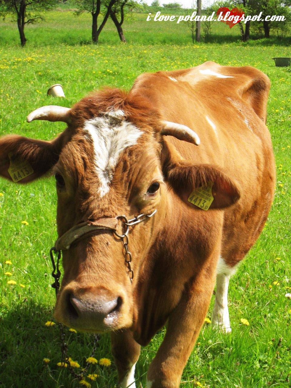 The beauty of Poland: The beauty of polish village