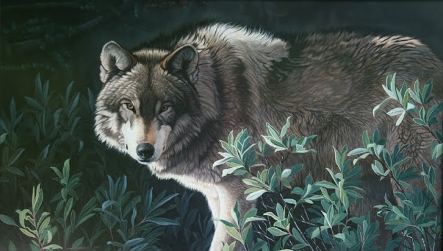 White Wolf : Clint Jammer - Canadian wolf and wildlife artist