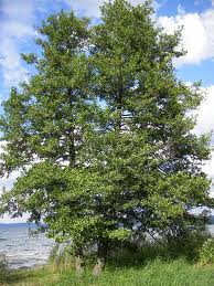 Arinul negru (Alnus glutinosa) ~ Plante Medicinale