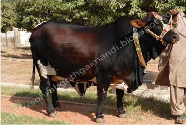 Sohrab Goth Gai Mandi Photos Gallery: Shah Cattle Farm 2008