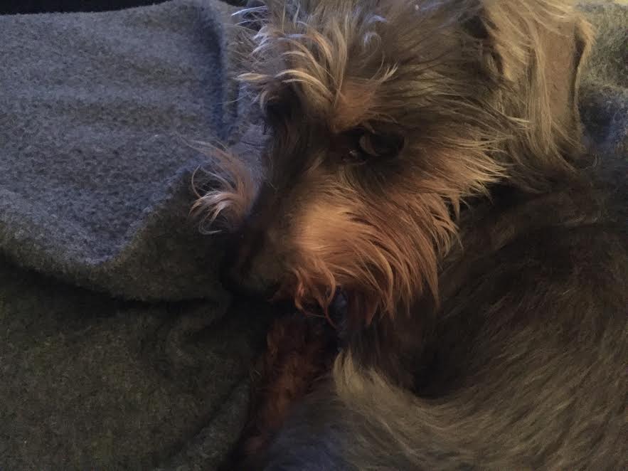 Baxter Survived Dental Surgery | At Home with John Newman