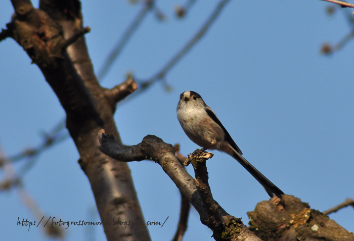 In linii mari: Pasari