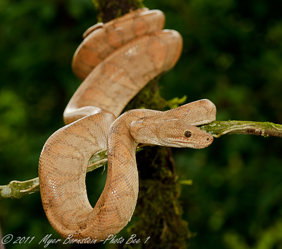Annulated Tree Boa