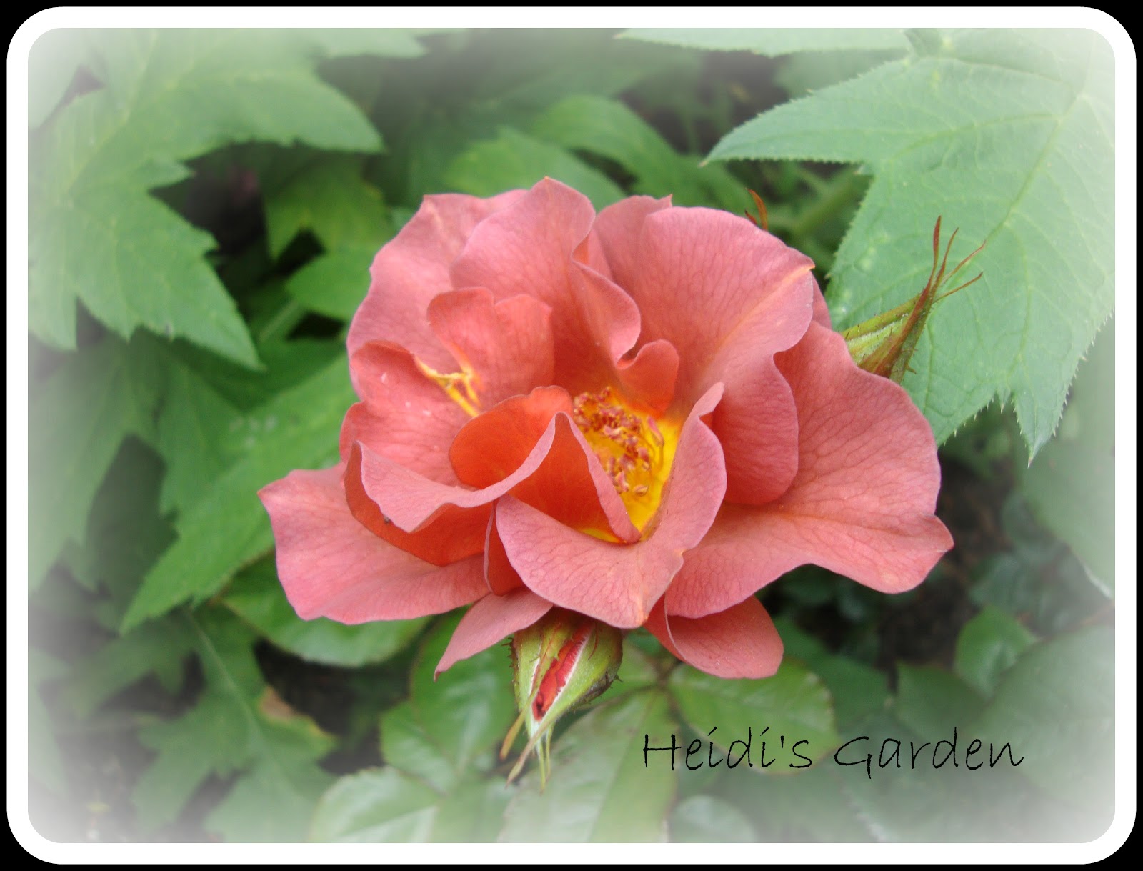 The Cranberry Chronicle Continues: Edith Holden rose.....