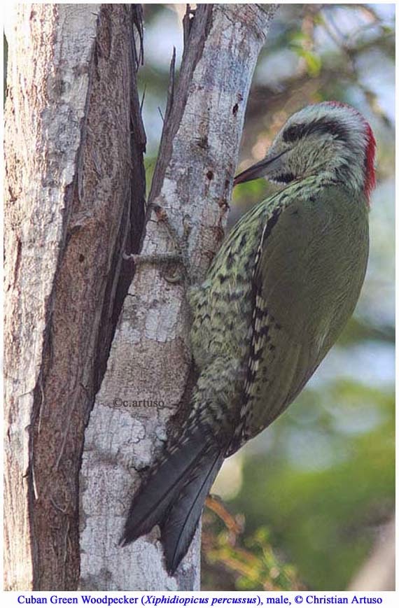 Christian Artuso: Birds, Wildlife: Why The Woodpecker Lost a Toe
