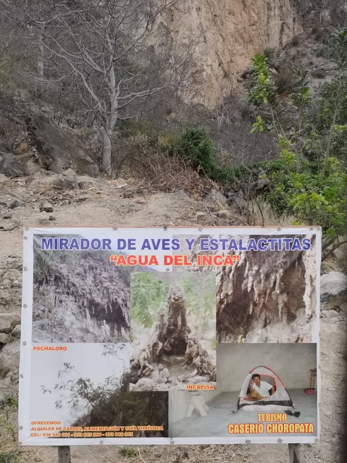 Aves de Cajamarca - Birds of Cajamarca - PERÚ: Un emprendimiento ...