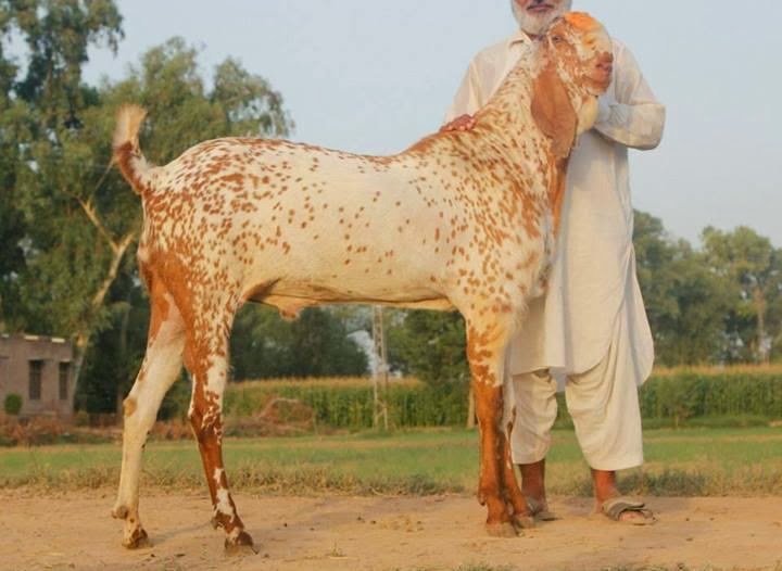 Download Free Photos, Wallpapers: Bakra Picture 2013 Free Download