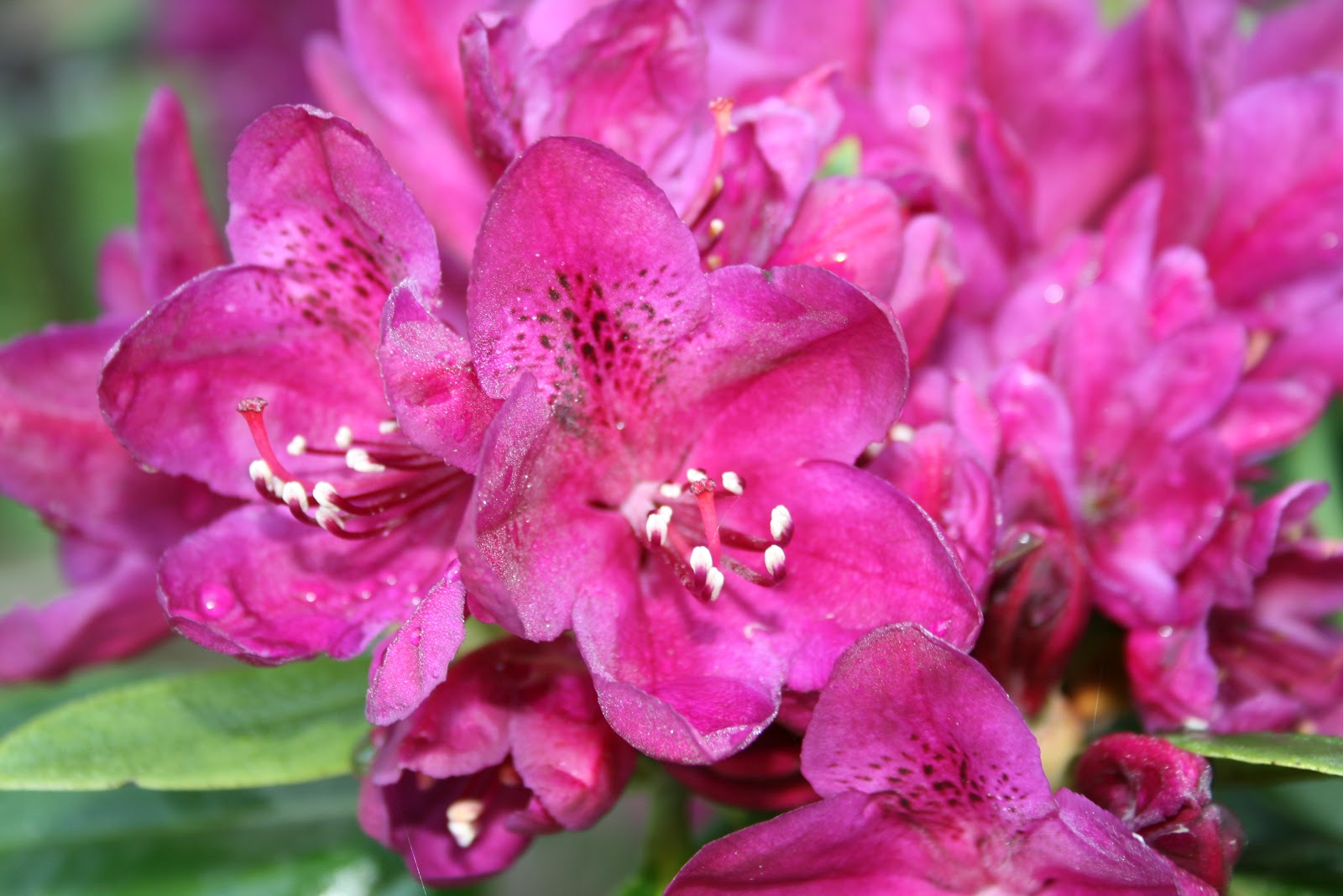 GARDEN STORIES: RODODENDRAI IR Co