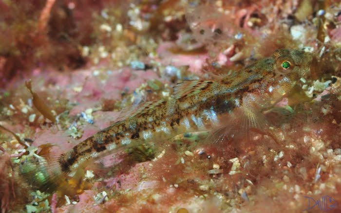 Artes de Pesca: VAMOS A PESCAR PICTO