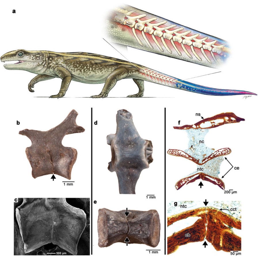 Species New to Science: [Paleontology • 2018] Caudal Autotomy as Anti ...