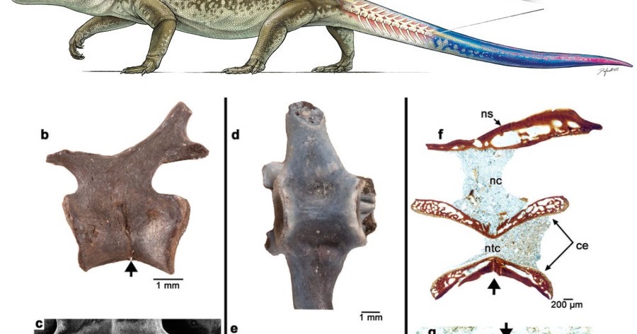 Species New to Science: [Paleontology • 2018] Caudal Autotomy as Anti ...