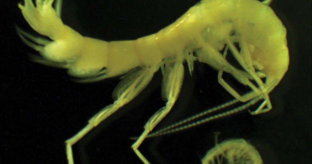 La Biología Subterránea: un mundo por descubrir: Anfípodos de cuevas de ...