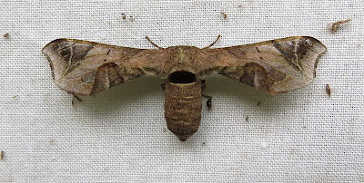 Birdernaturalist: Size Isn't Everything – More Costa Rican Moths