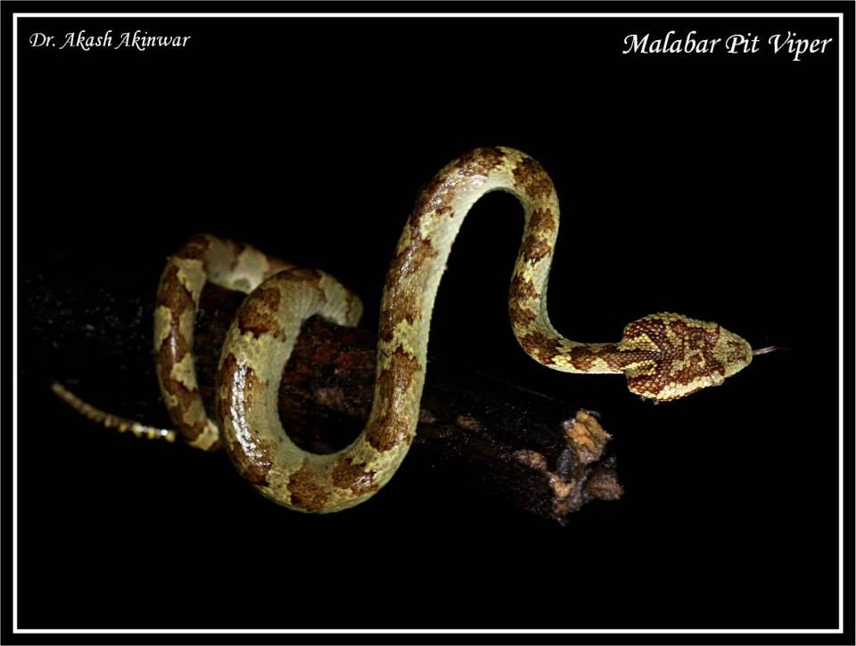 Dr. Akash Akinwar: Amboli Ghat, Biodiversity Hotspot! Amboli - Paradise ...