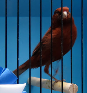 Canary Tales: Colorbred Winners Modesto Bird Show