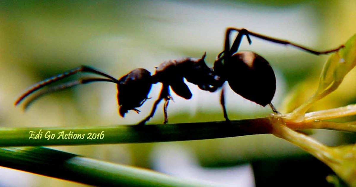 DAPUR Karya Ilmiah Remaja: Semut Hitam