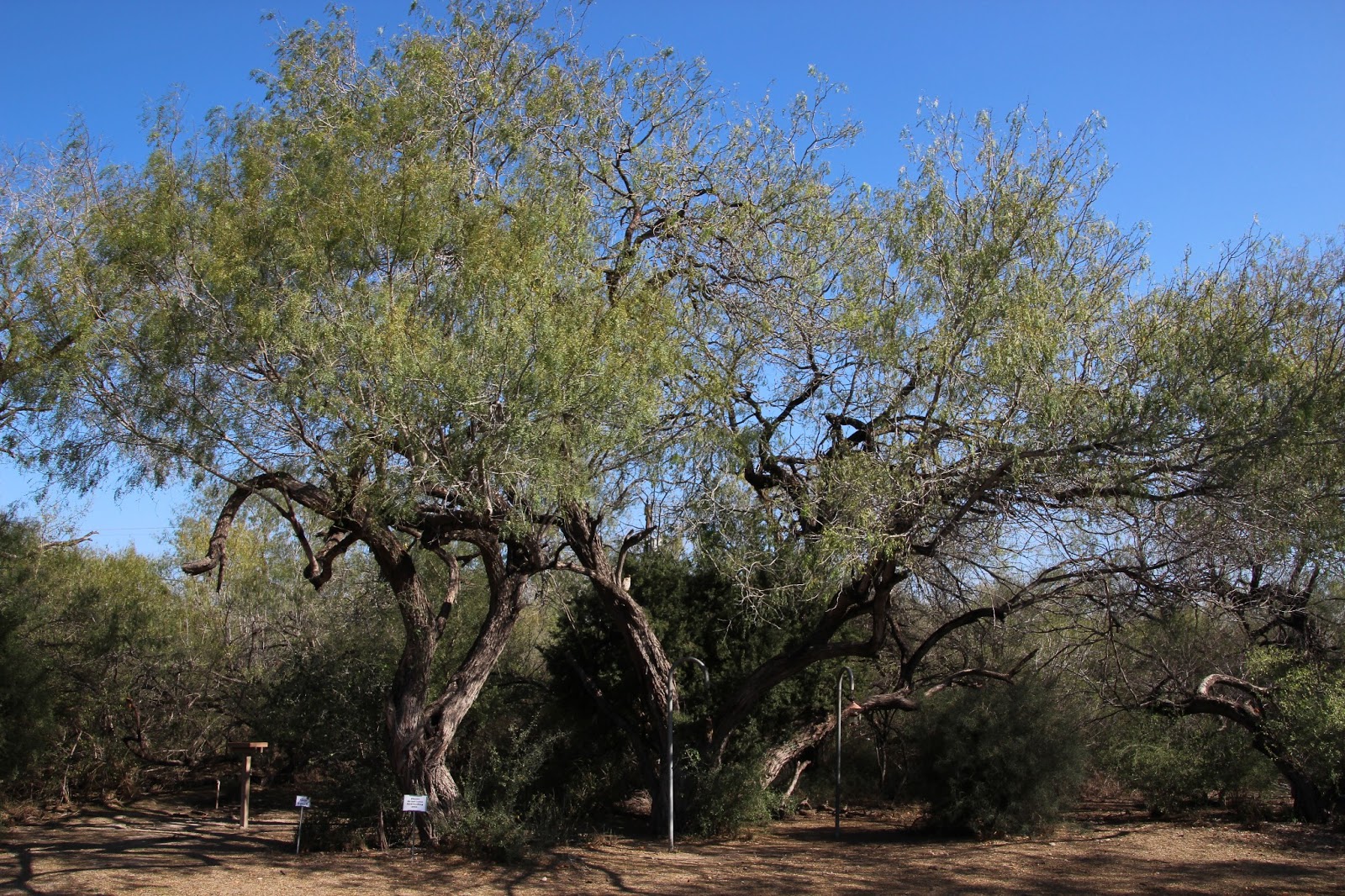 Around the Bend: Birding the Lower Rio Grande Valley: Part 1