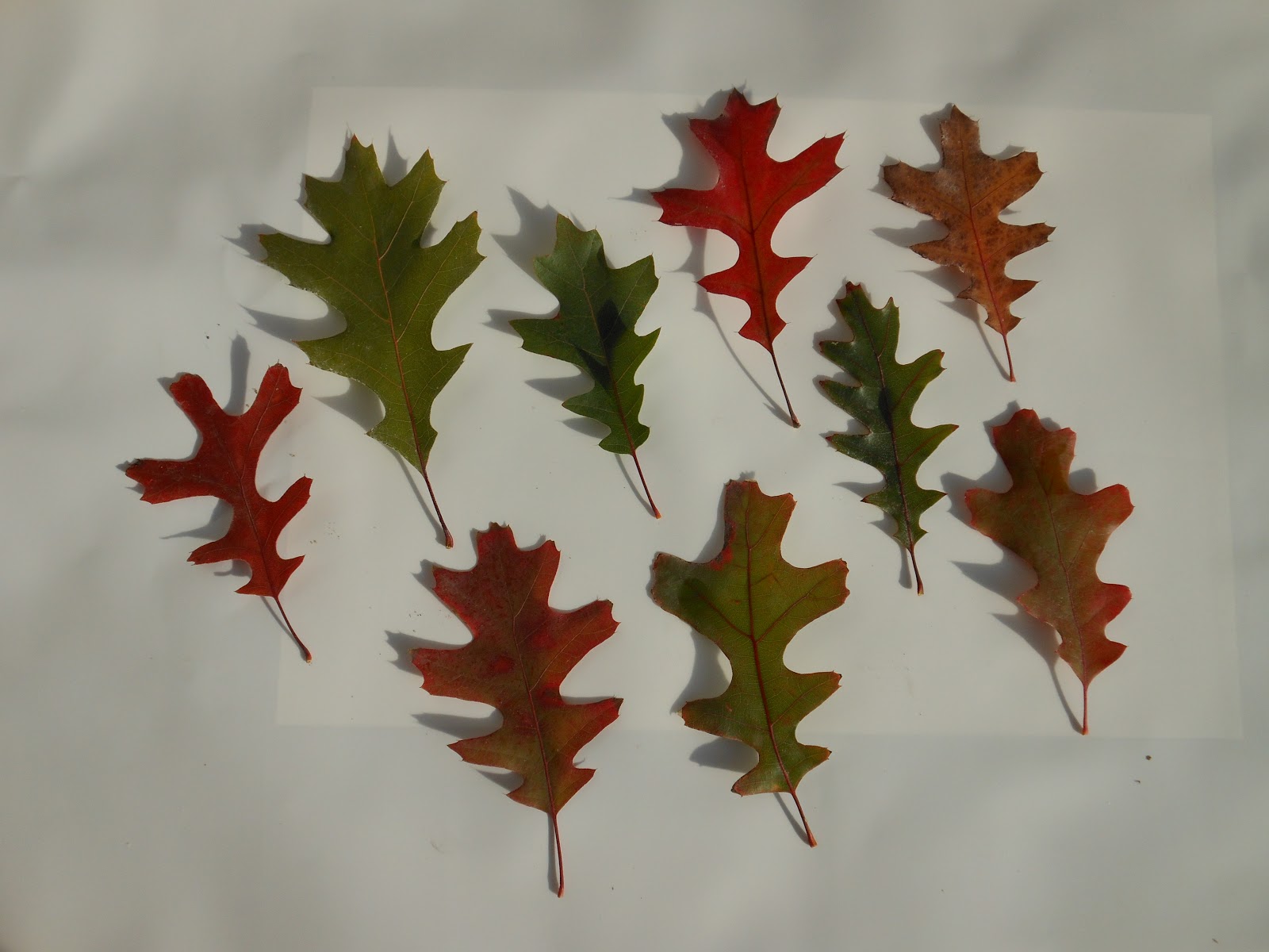 The Red Oaks Are Coming!