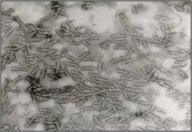 SAUNG SUMBERJAMBE: TUNGRO DAN PENGENDALIANNYA