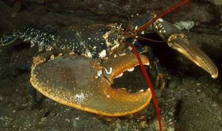 Beauty Animalia: Lobster (Nephropidae)
