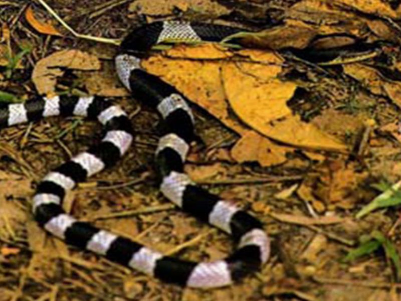 jenis - jenis ular di indonesia - limajempol