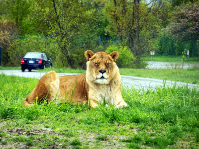 From Chutney to Maple syrup....our move to Canada.: African Lion Safari ...