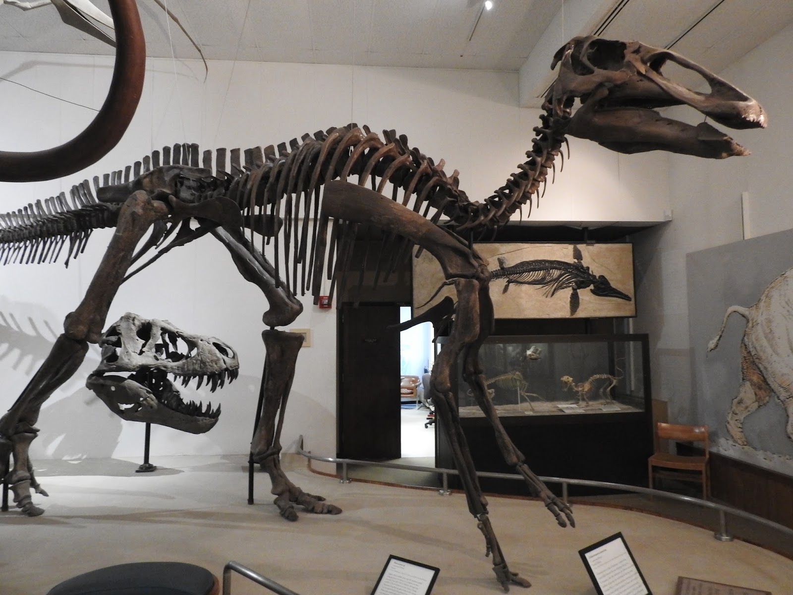 BONE ROOMS: University of Wisconsin Geology Museum