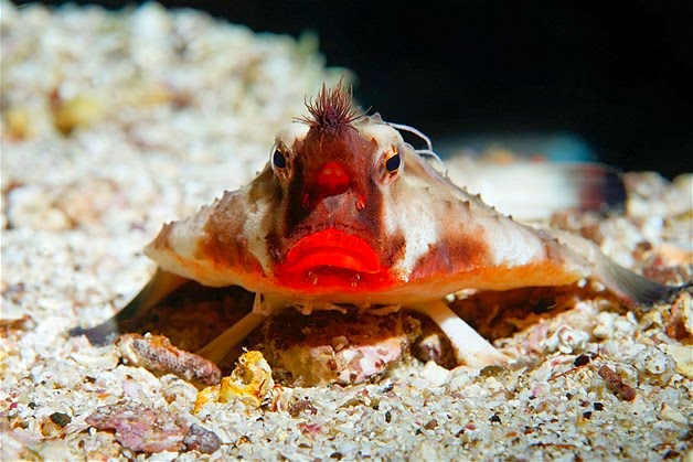 RED LIPPED BATFISH photos - wallpapers | the fun bank