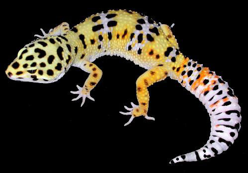 Leopard Gecko