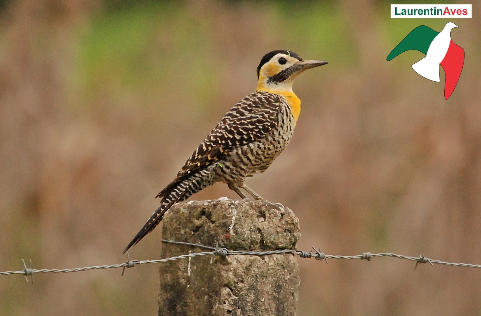 LaurentinAves - SC: Pica-pau-do-campo (Colaptes campestris) Vieillot, 1818.
