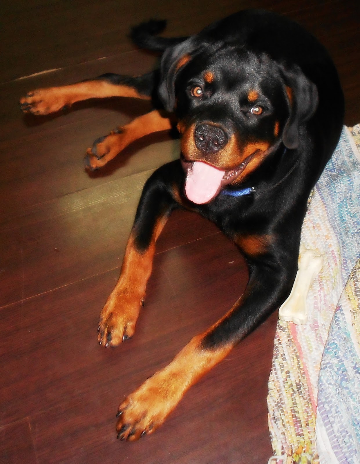 Leo - The Rottweiler: 6 Months Old Rottweiler Puppy