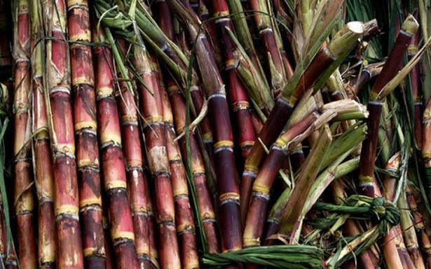 HEALTH AND SKIN BENEFITS OF SUGARCANE FACTS ABOUT SUGARCANE health-and-skin-benefits-of-sugarcane-facts-about-sugarcane