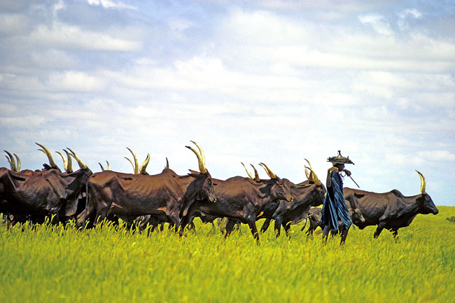 Fascinating Humanity: Niger: Wodaabe Nomad Herding Zebus