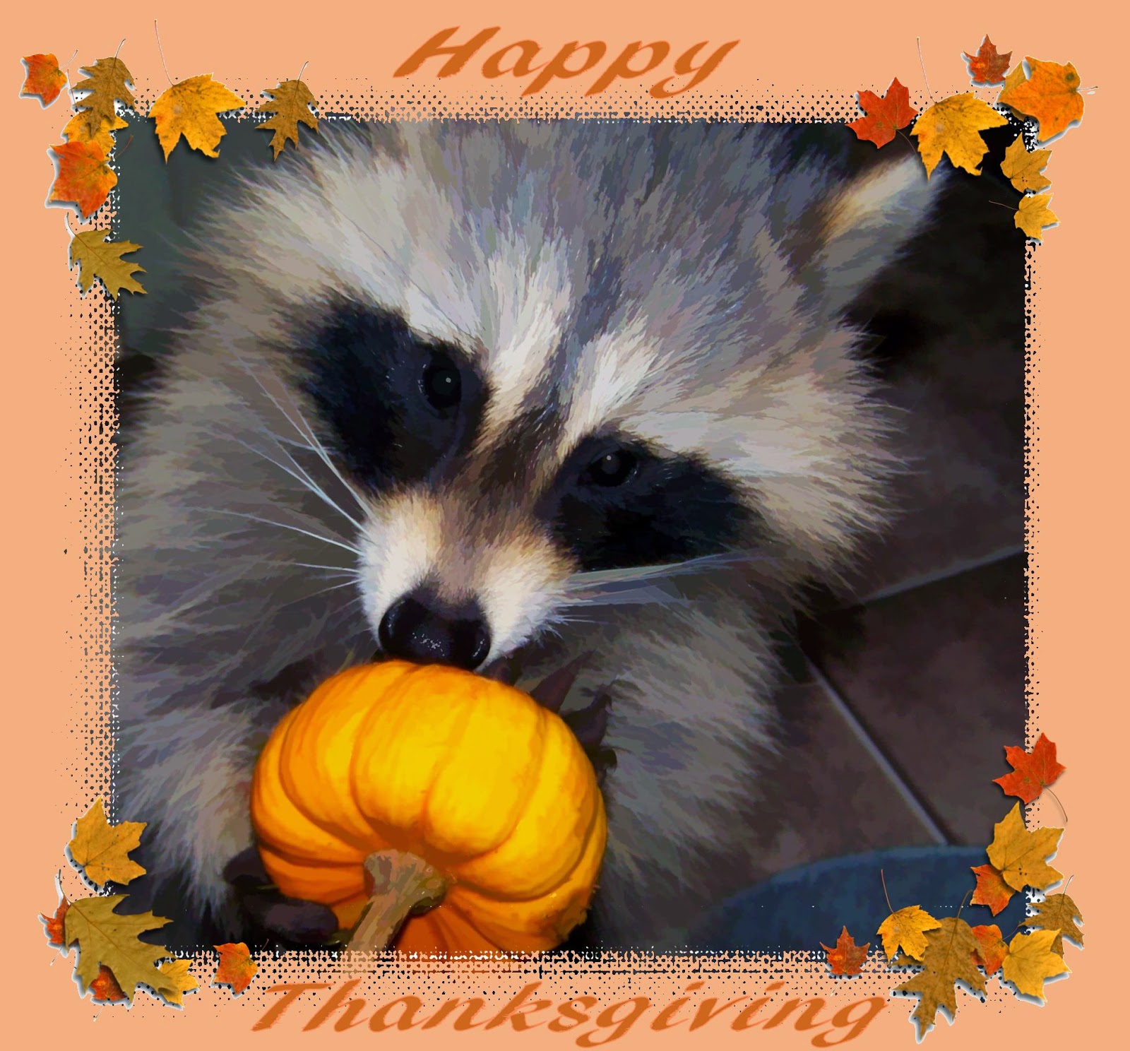 The Laughing Raccoon: Happy Thanksgiving!