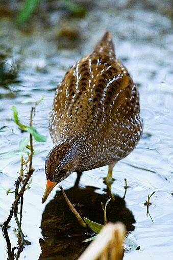 Birds in Thailand: Spotted Crake
