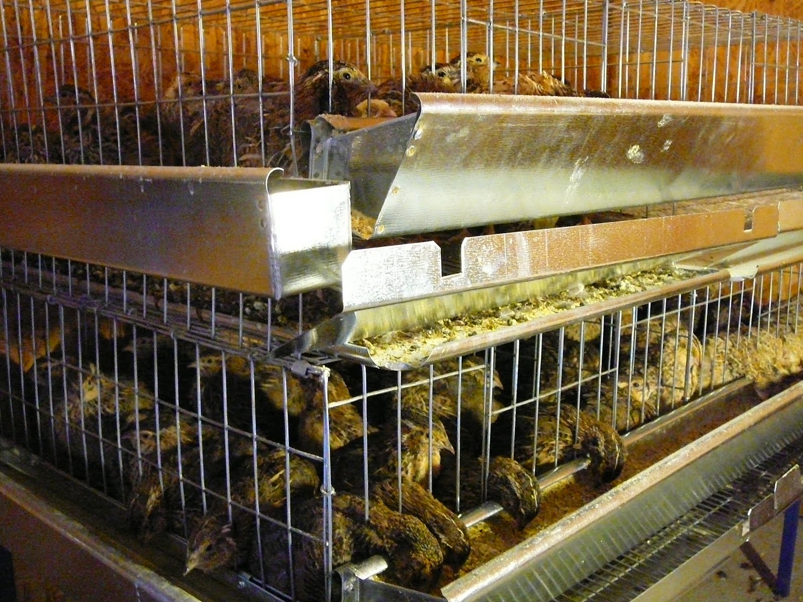 Ferma de Pasari